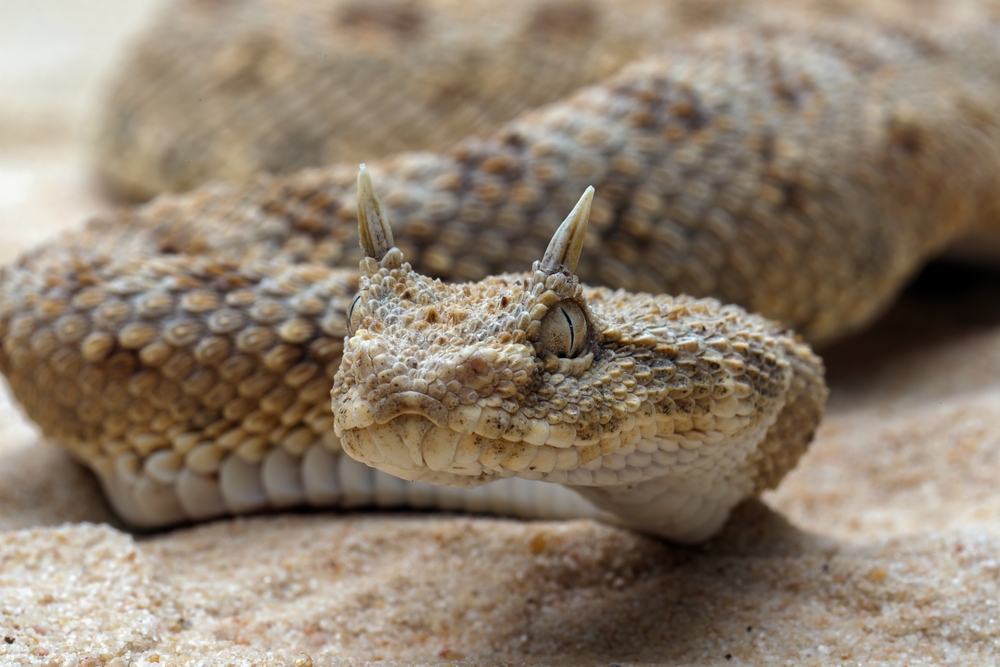 The 6 Creepiest-Looking Snakes, According to Experts — Best Life