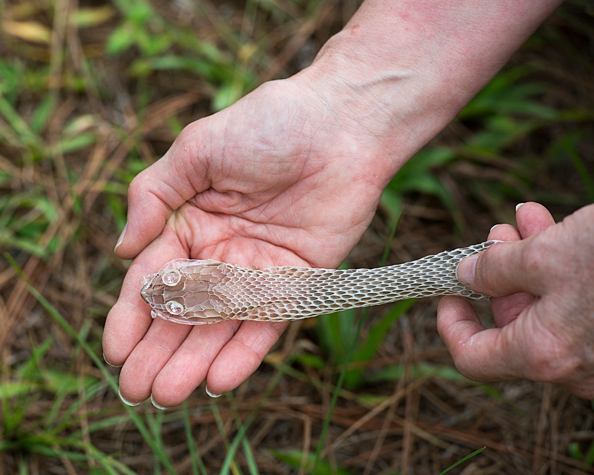 It's Snake Season—How to Spot and Avoid Them — Best Life