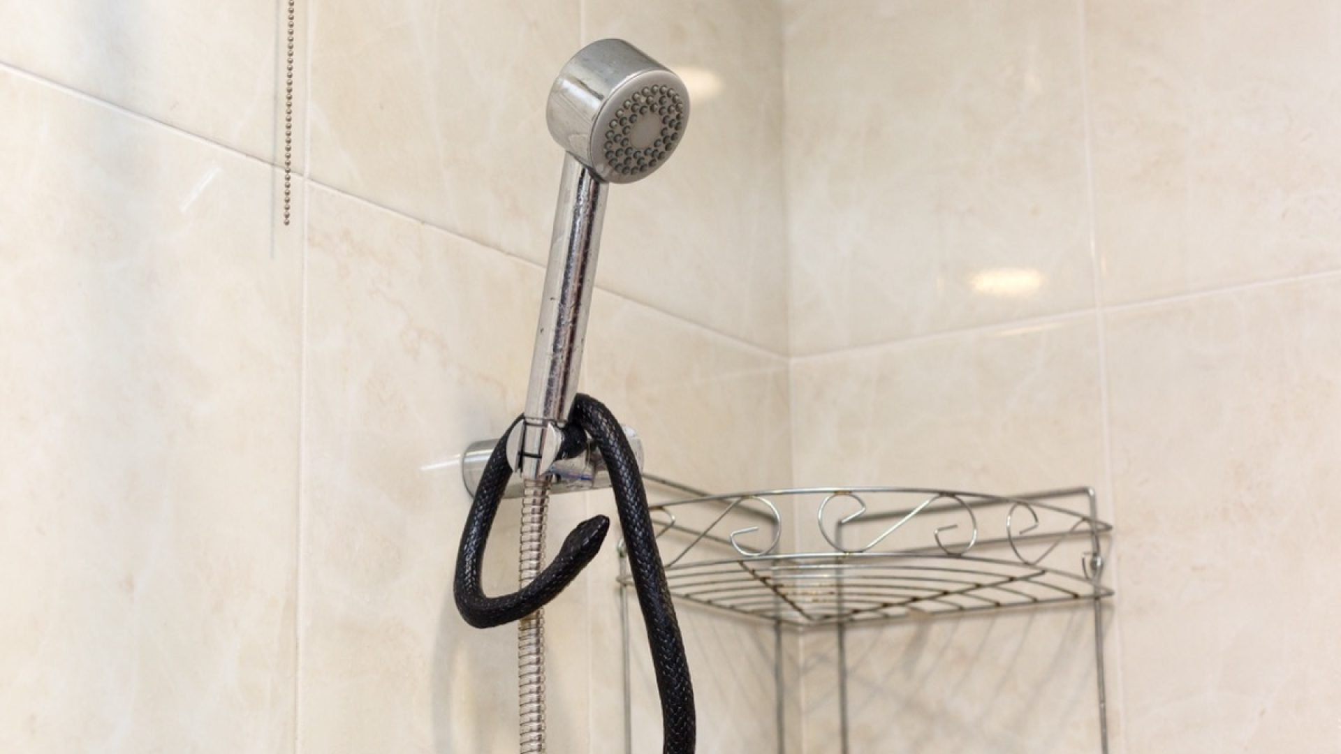 The No. 1 Way to Keep Snakes From Getting in Through Your Shower