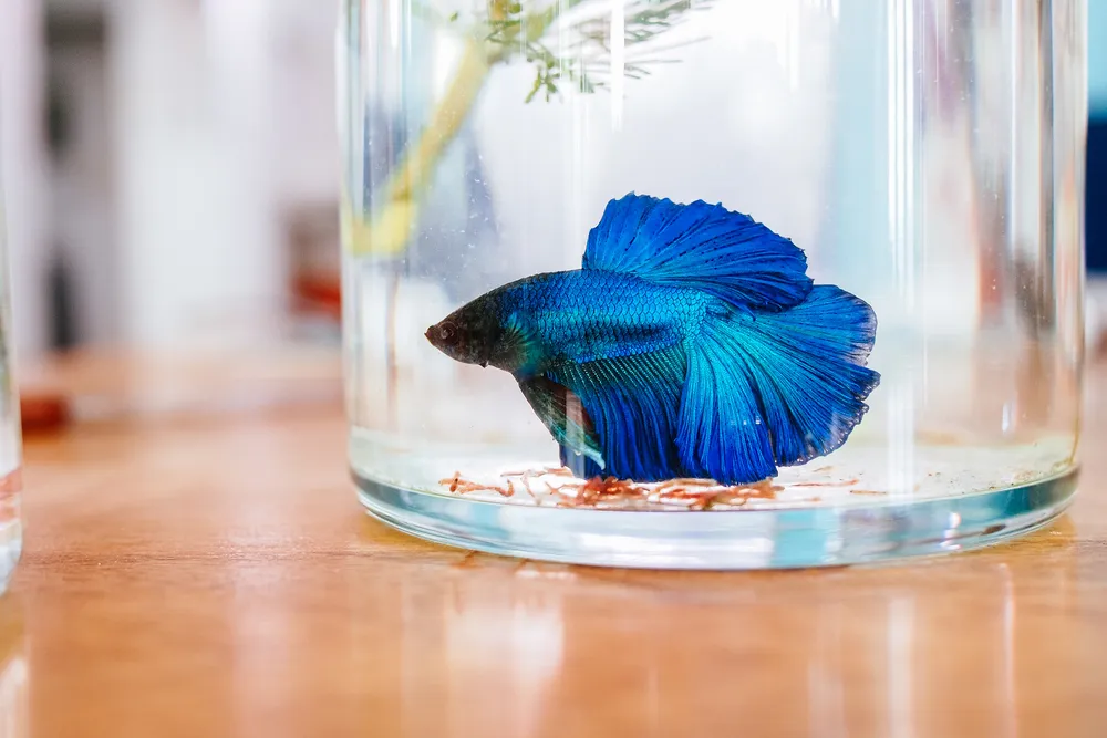 The 20 Most Low-Maintenance Pets You Can Own — Best Life