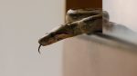 The No. 1 Sign There's a Snake Behind Your Refrigerator