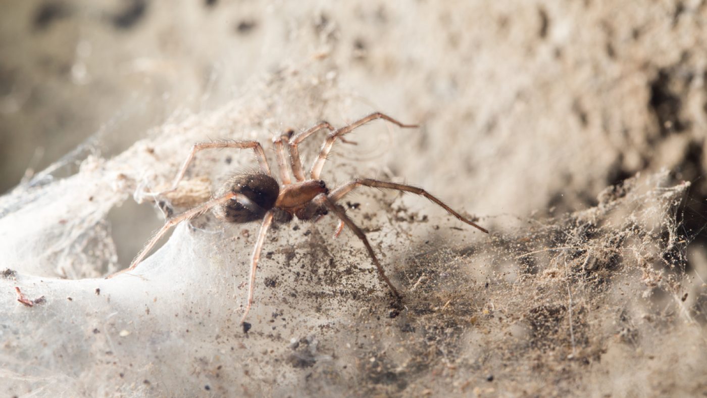 6 Ways to Spider-Proof Your Basement, Experts Say — Best Life