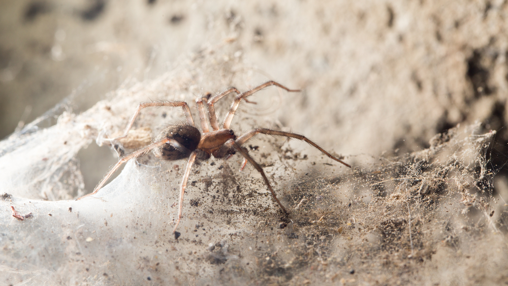6 Ways to Spider-Proof Your Basement, Experts Say — Best Life