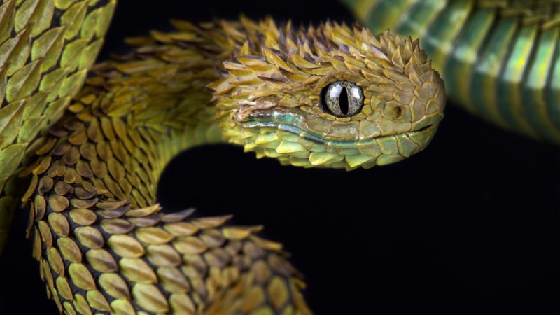 The 6 Creepiest-Looking Snakes, According to Experts — Best Life