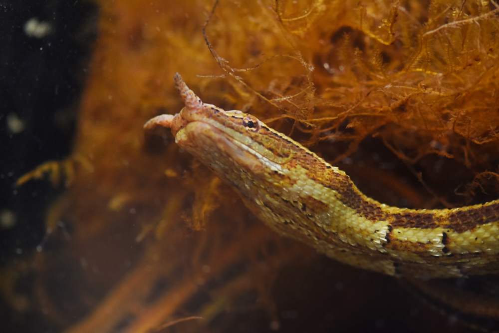 The 6 Creepiest-Looking Snakes, According to Experts — Best Life