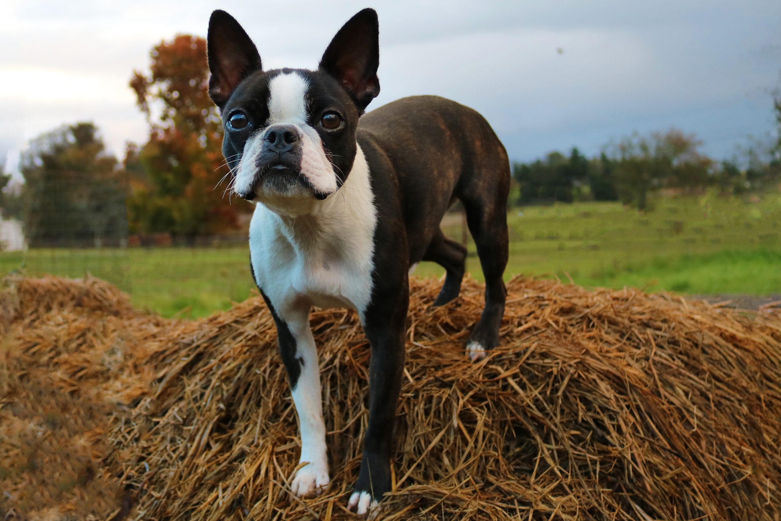 17 Best Small Dog Breeds — Best Life