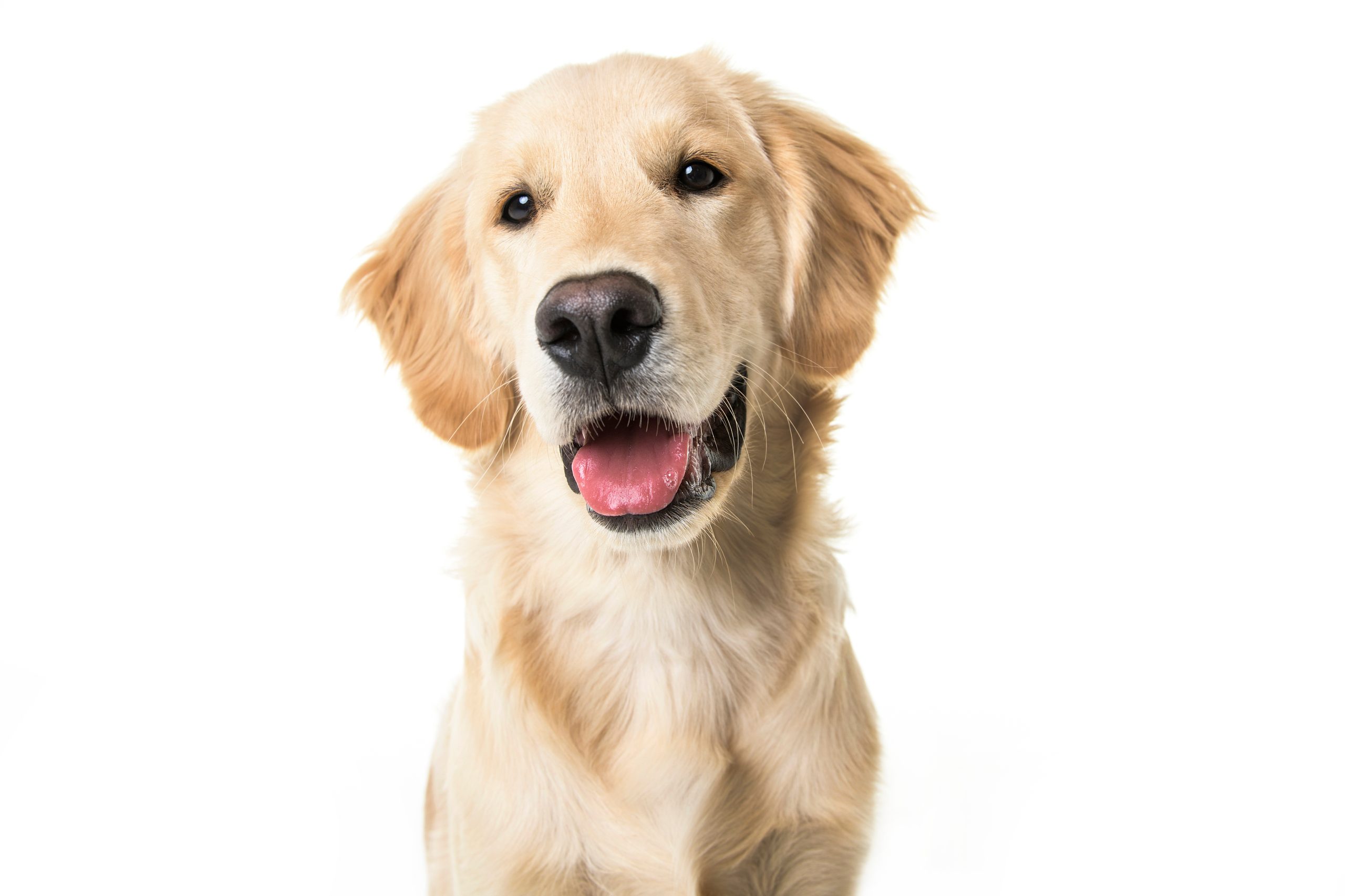 165 Popular Male Dog Names For Your New Furry Family Member Pup Breeds 165 Popular Male Dog Names For Your New Furry Family Member Pup Breeds