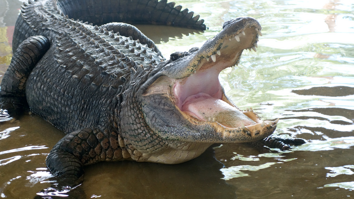 Alligator Sightings Are Rising—Beware of These Warning Signs
