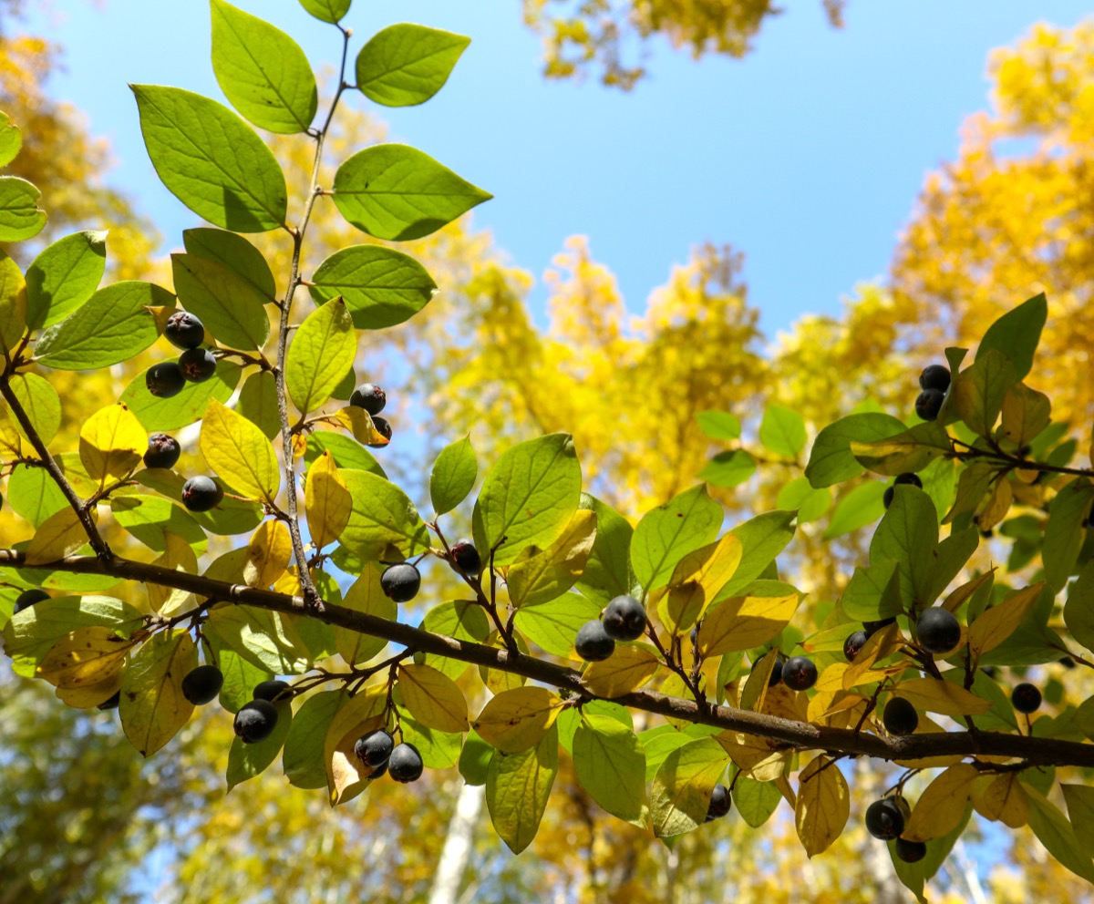 5 Invasive Trees You Need To Remove From Your Yard | Best Life