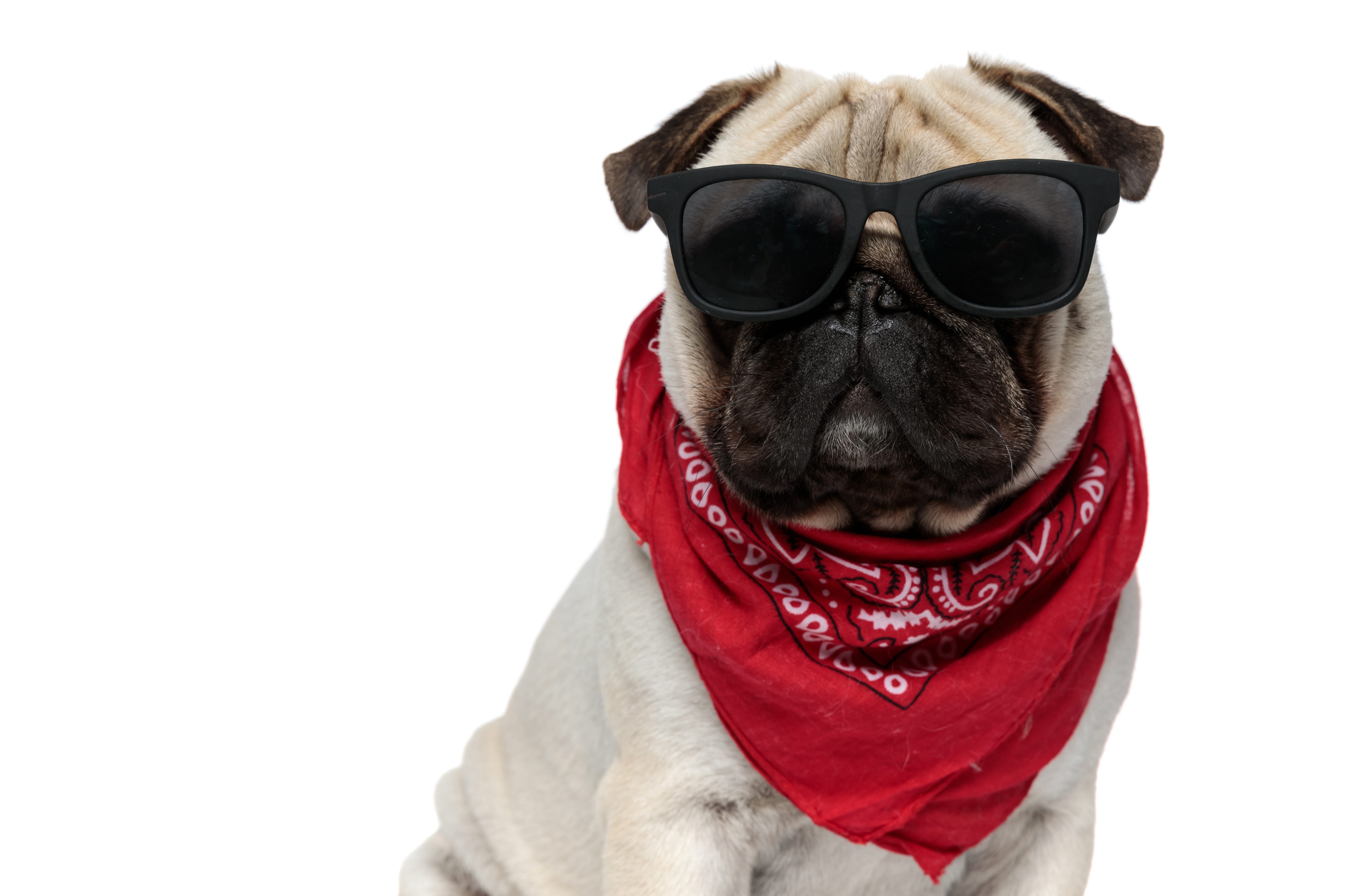 165 Popular Boy Dog Names For Your New Furry Family Member 165 Popular Boy Dog Names For Your New Furry Family Member