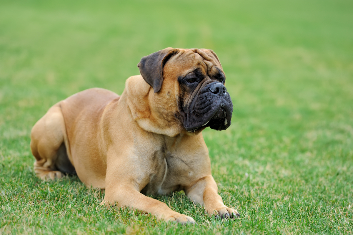 8 Calmest Dog Breeds, According to Veterinarians — Best Life