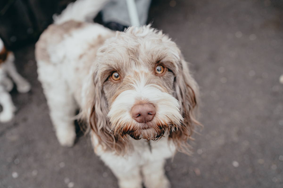 11 Most Low-Maintenance Dog Breeds, Veterinarians Say — Best Life