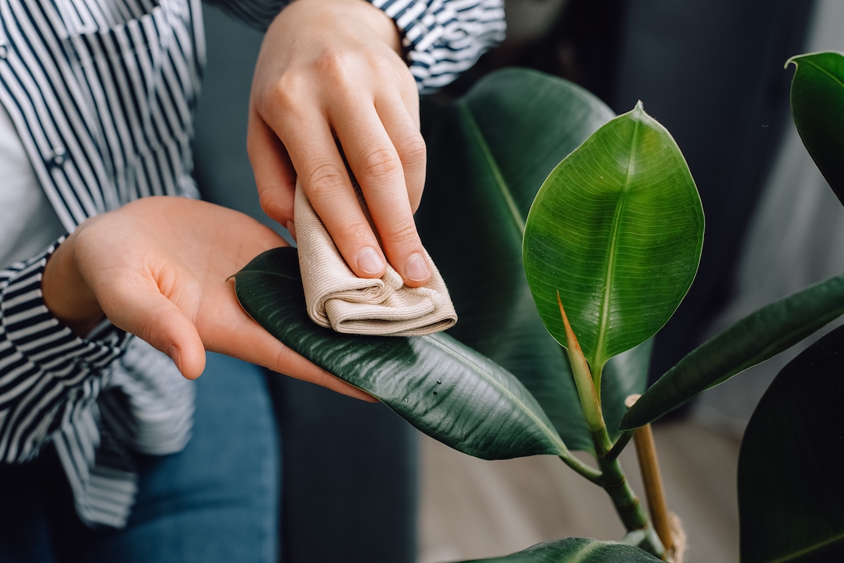 13 Houseplant Care Tips That Gardeners Swear By — Best Life