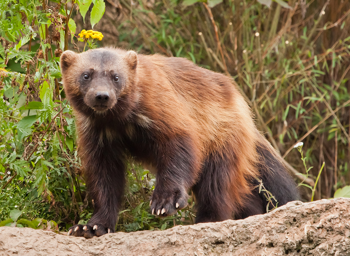 Hugh Jackman Just Admitted He Never Heard of a Wolverine