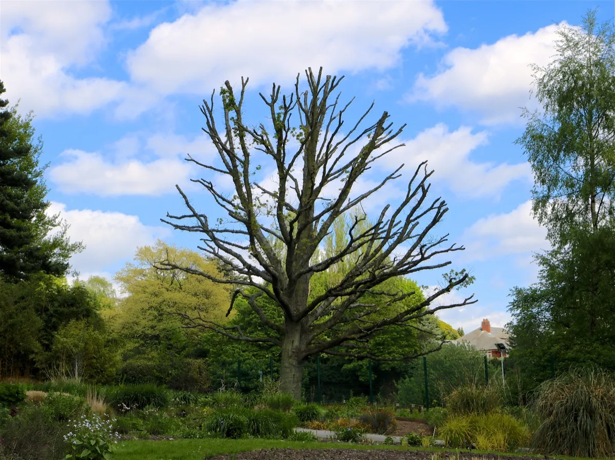 5 Signs That Invasive Insects Are Slowly Killing Your Trees