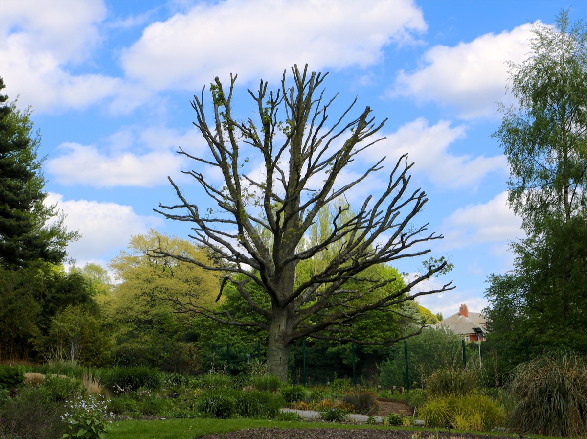 7 Easy Trees That Don't Need Sunlight — Best Life