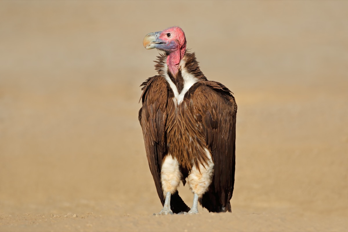 Police Investigate Vulture Death and Leopard Escape at Dallas Zoo