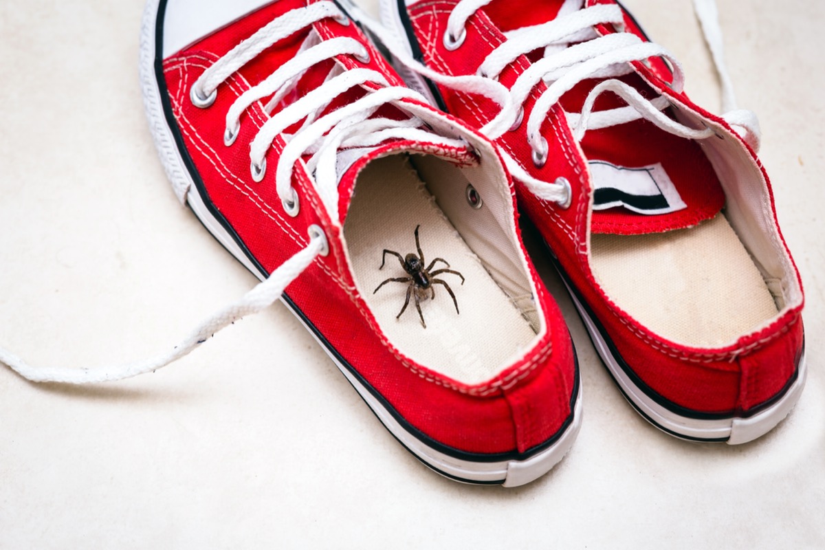 If You Notice This in Your Yard, Watch Out for Venomous Spiders — Best Life
