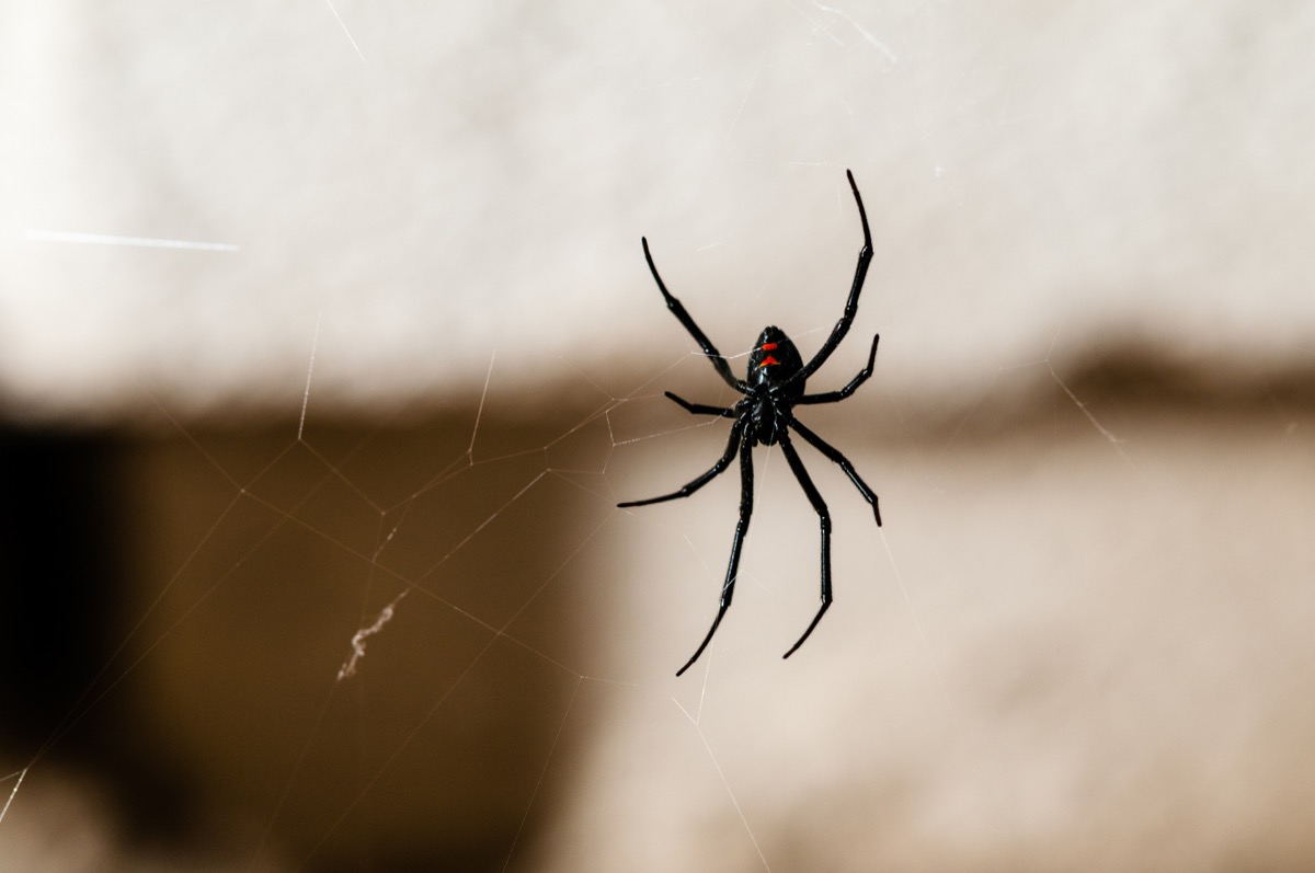 The No. 1 Sign You Have Black Widows in Your Home, Experts Warn