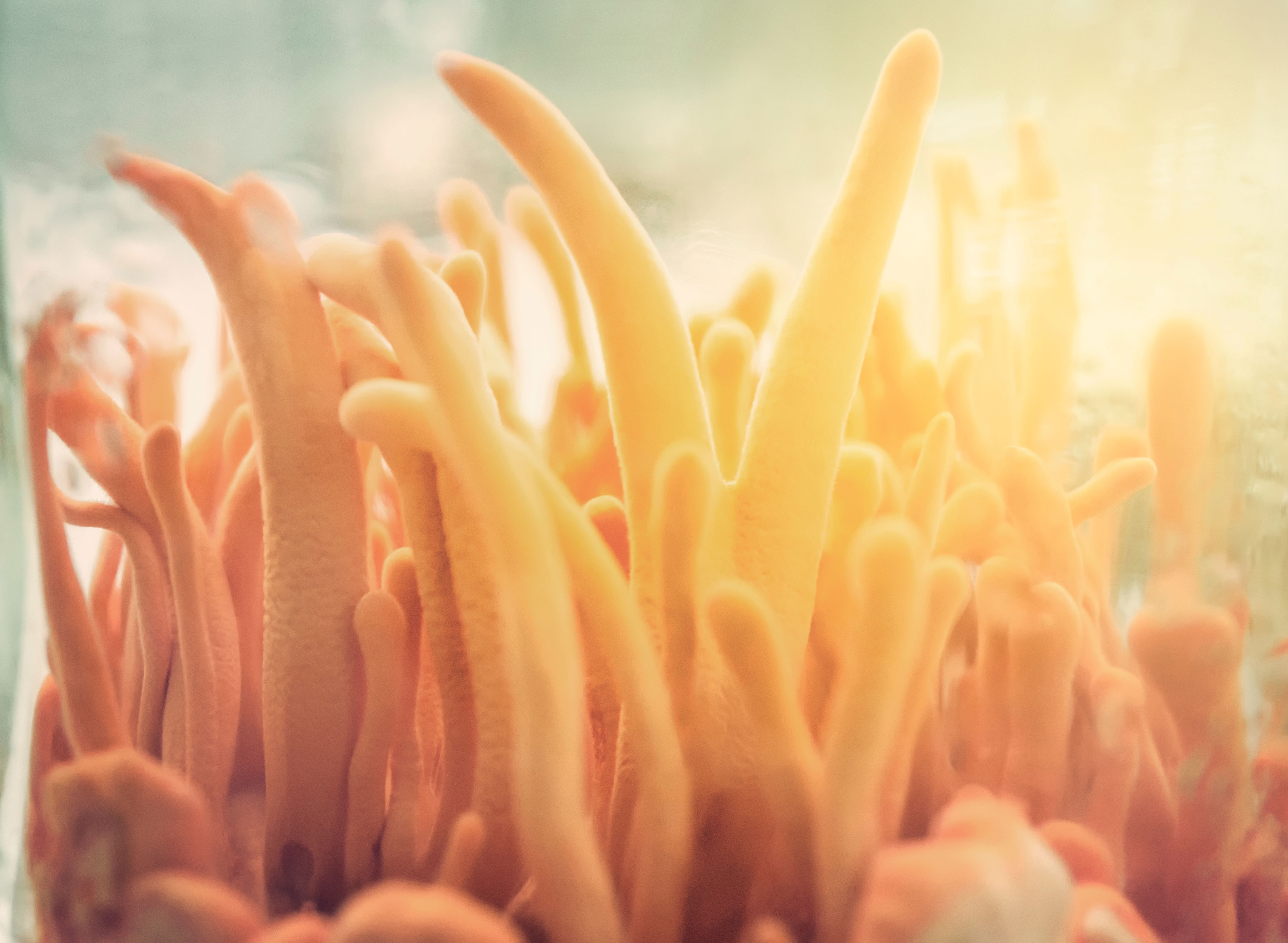 Zombie Fungus From "The Last of Us" Is Real, Scientists Say