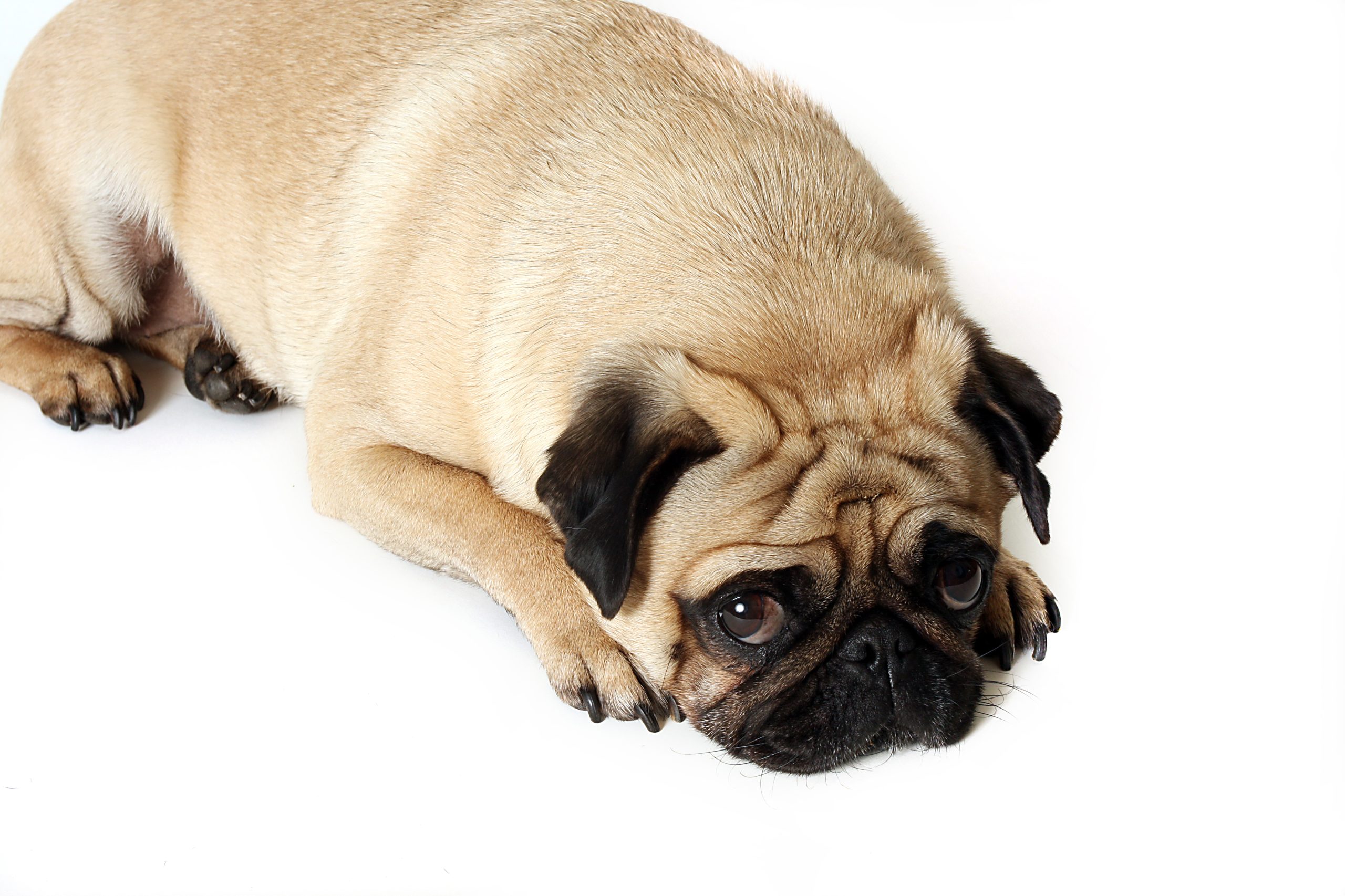 23 Dog Facts That Will Totally Amaze You — Best Life