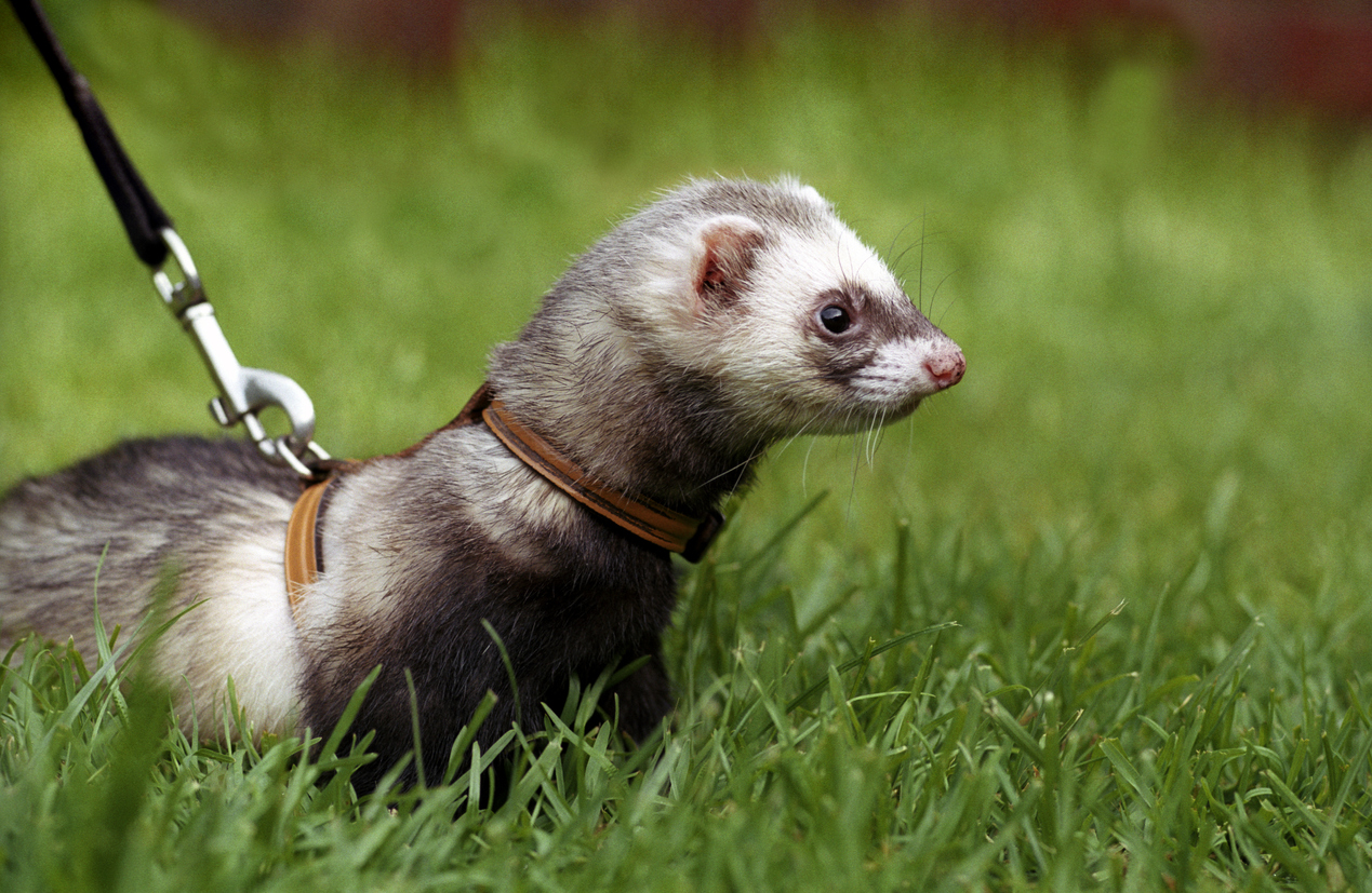 The Pet You Should Have, Based on Your Zodiac Sign — Best Life
