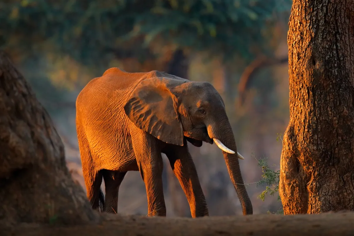 32 Rare Animals So Unusual, You Might Not Know They Even Exist