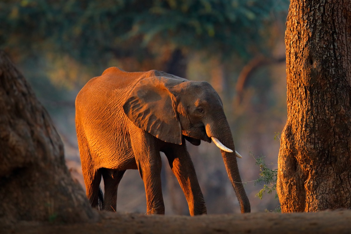 32 Rare Animals So Unusual, You Might Not Know They Even Exist