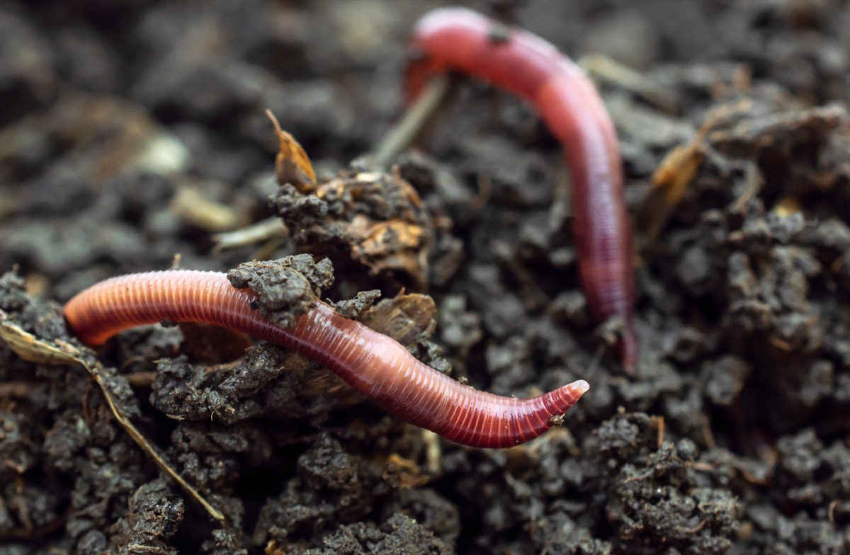 18 Mistakes That Are Destroying Your Garden — Best Life