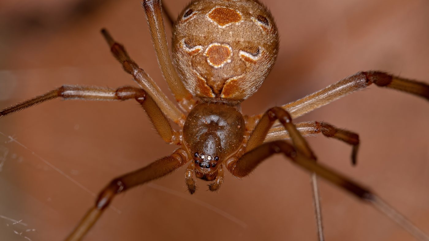 Will Venomous Brown Widow Spiders Make Black Widows Extinct?