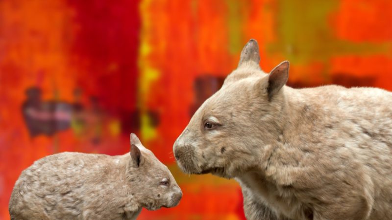 32 Rare Animals So Unusual, You Might Not Know They Even Exist