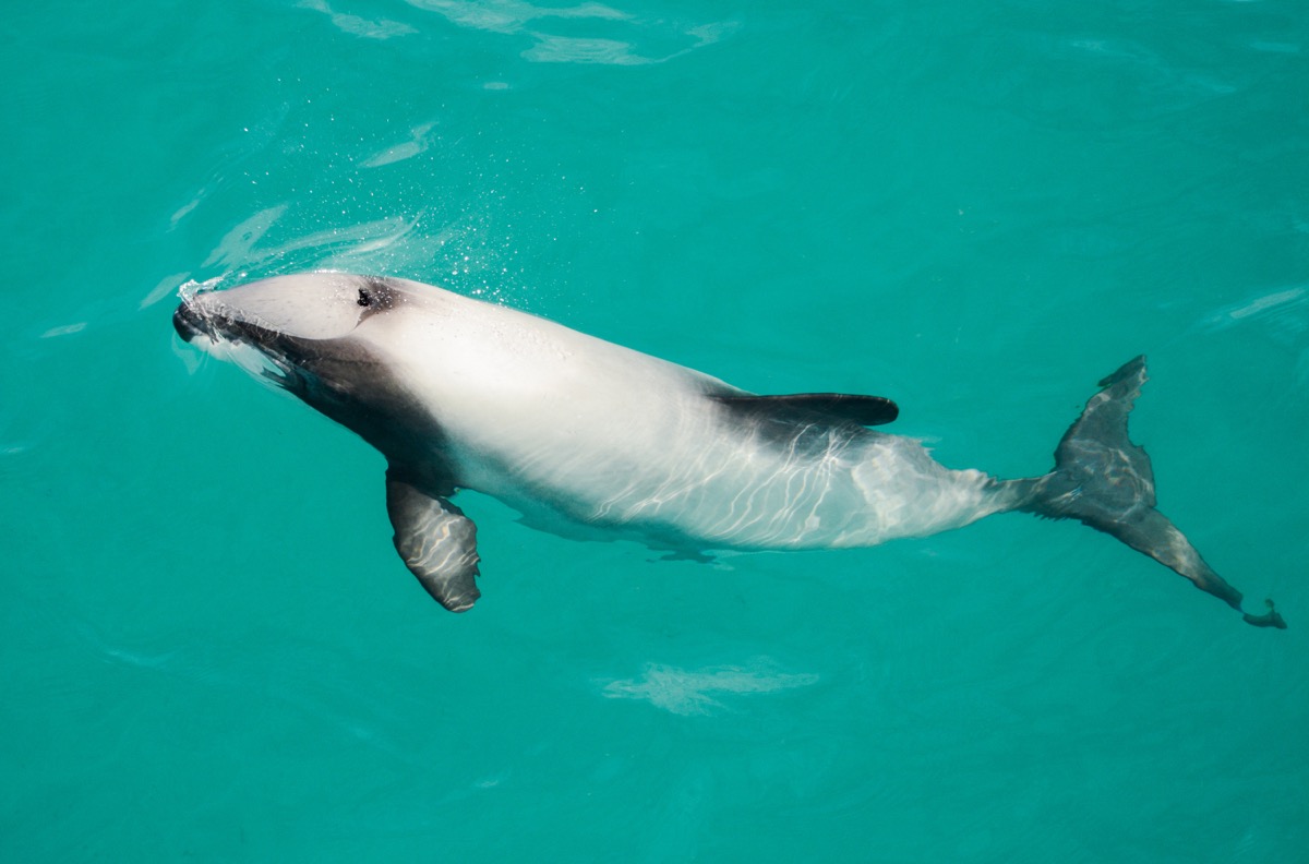 32 Rare Animals So Unusual, You Might Not Know They Even Exist