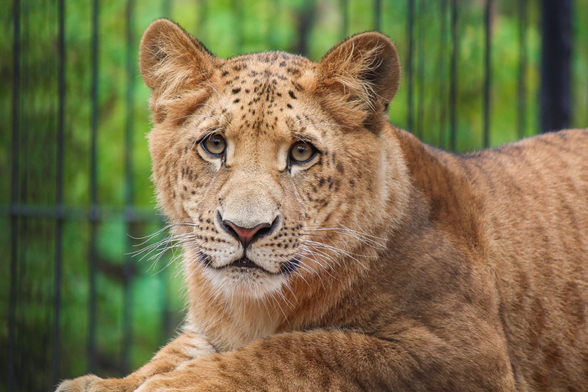 32 Rare Animals So Unusual, You Might Not Know They Even Exist