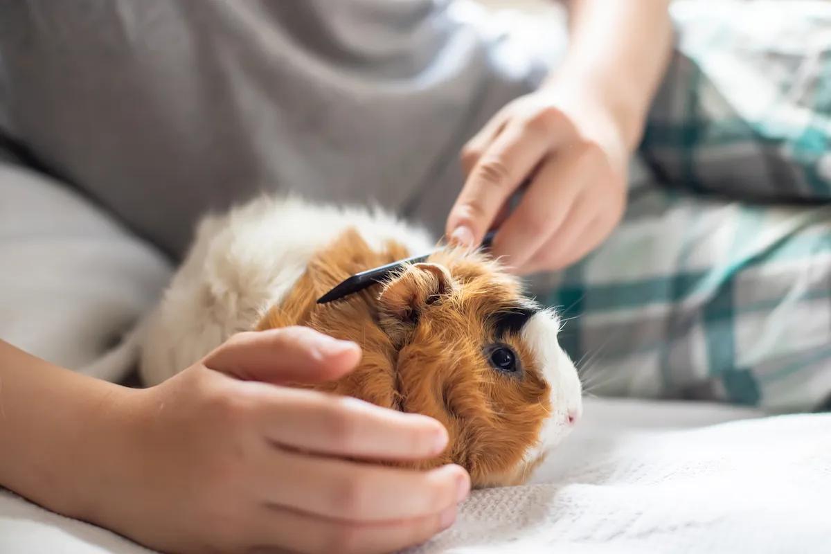 The 20 Most Low-Maintenance Pets You Can Own — Best Life