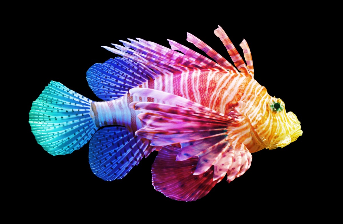 116 Fish Names All Owners Should Know — Best Life
