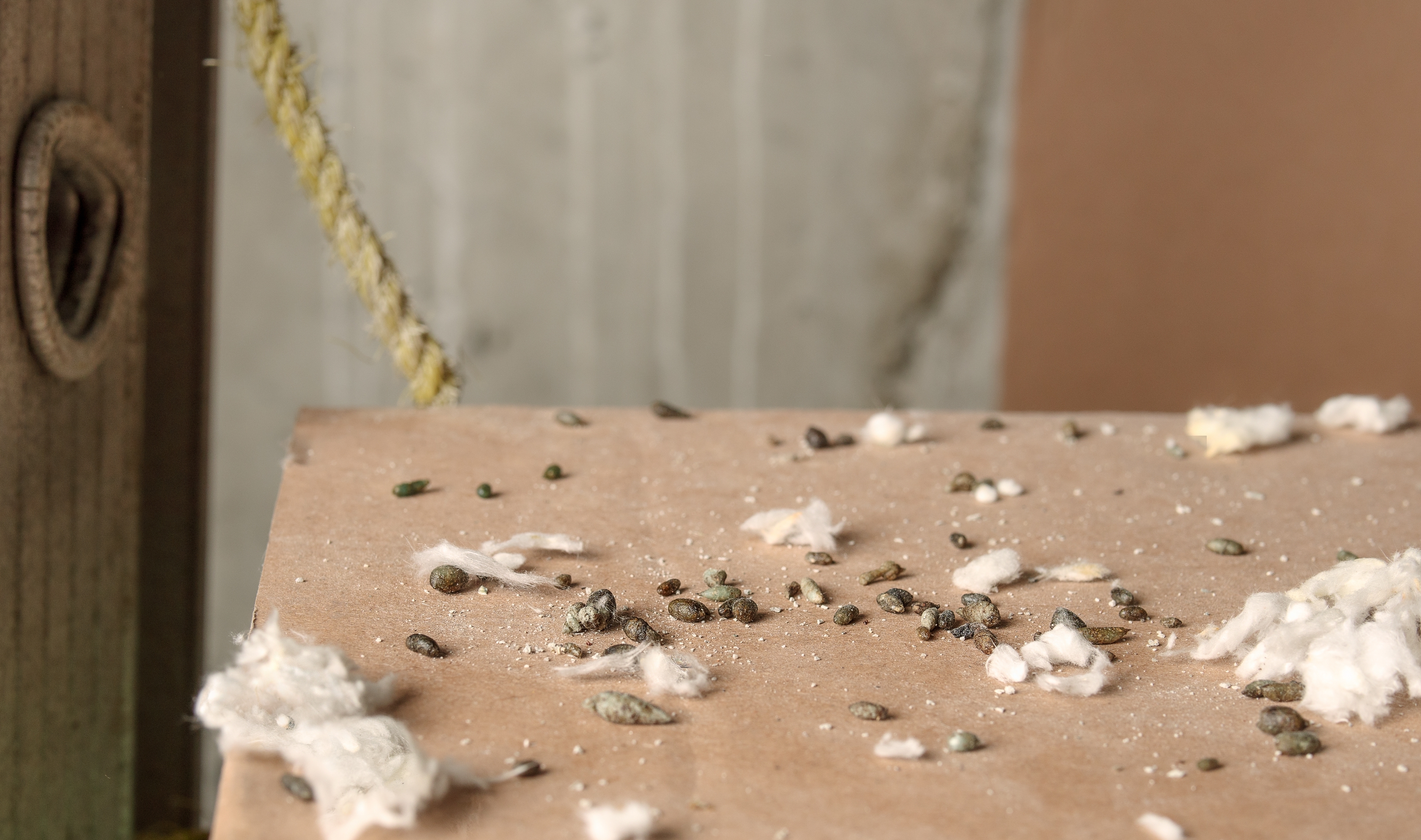 5 Smells That Mean Mice Have Invaded Your Home — Best Life