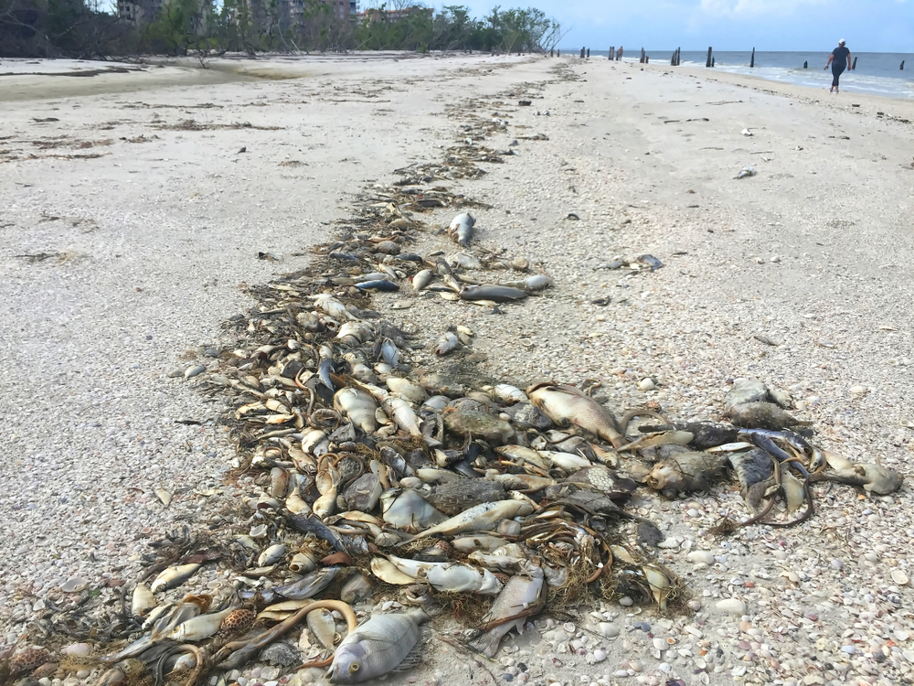 Toxic "Red Tide" Algae Is Overwhelming Beaches — Best Life
