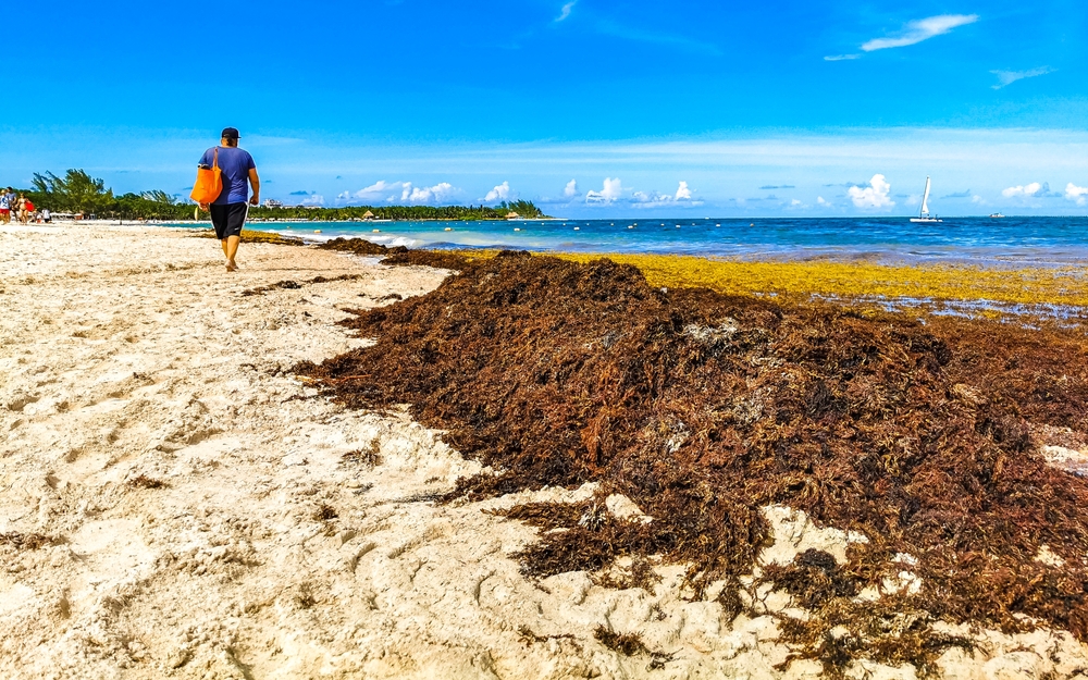 Giant Toxic Seaweed "Blob" Expected to Hit U.S. — Best Life