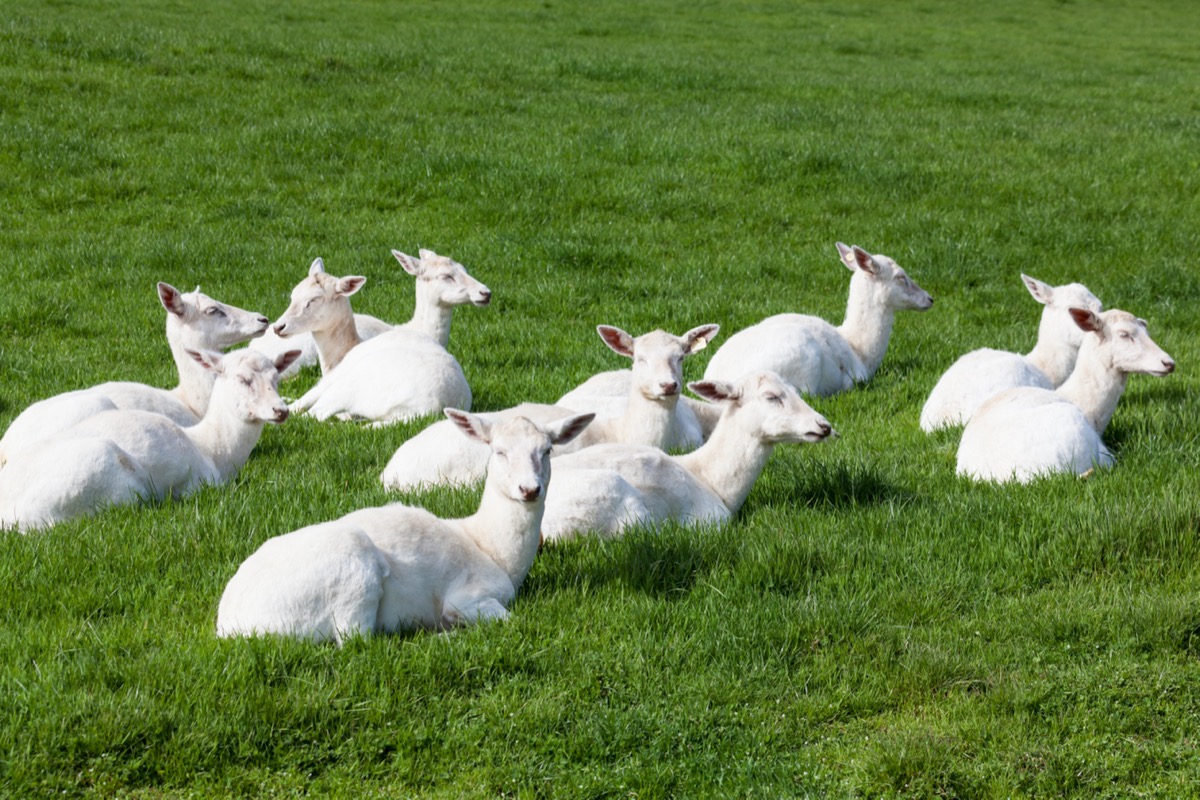 32 Rare Animals So Unusual, You Might Not Know They Even Exist