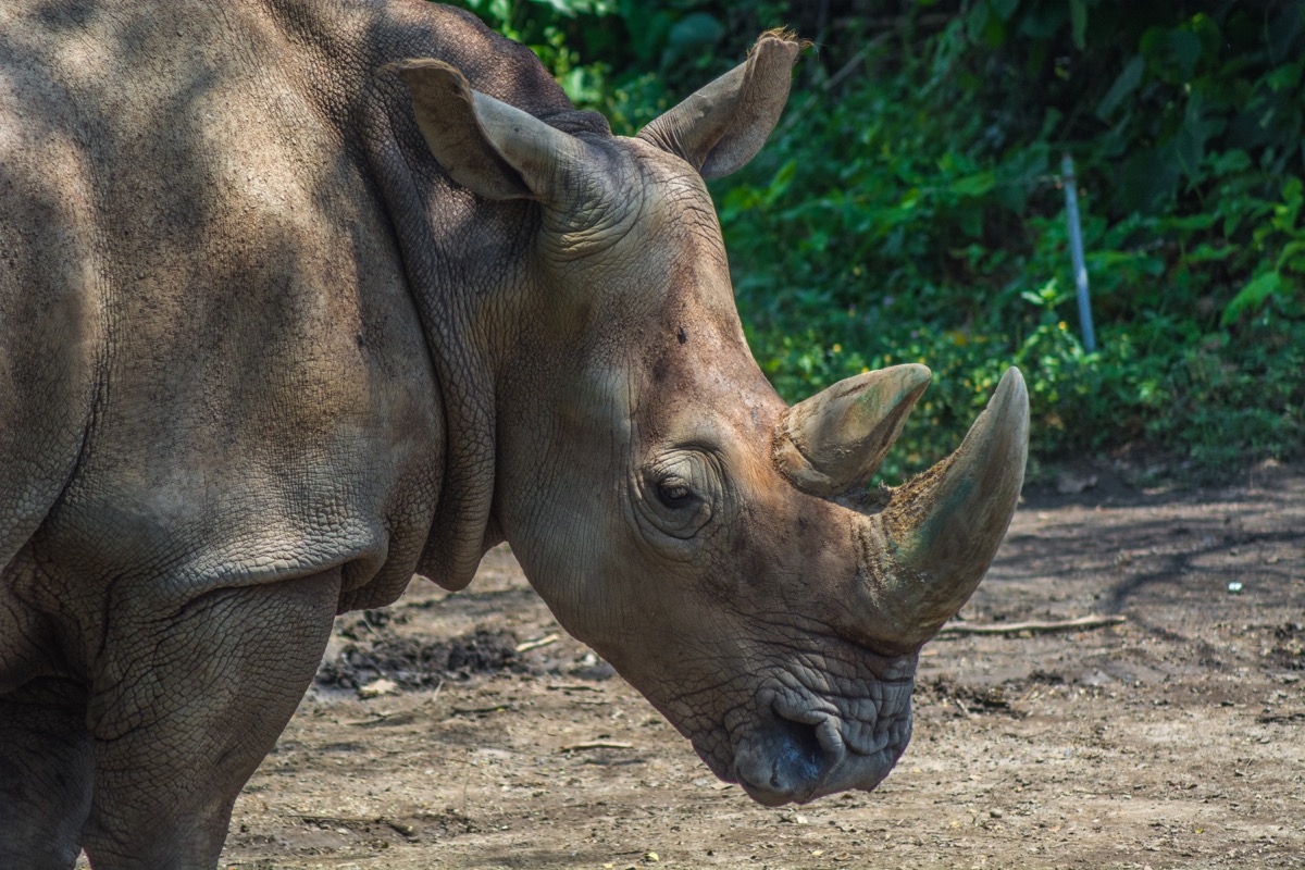 32 Rare Animals So Unusual, You Might Not Know They Even Exist