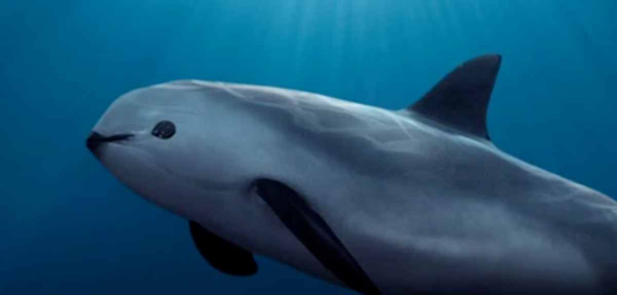 32 Rare Animals So Unusual, You Might Not Know They Even Exist