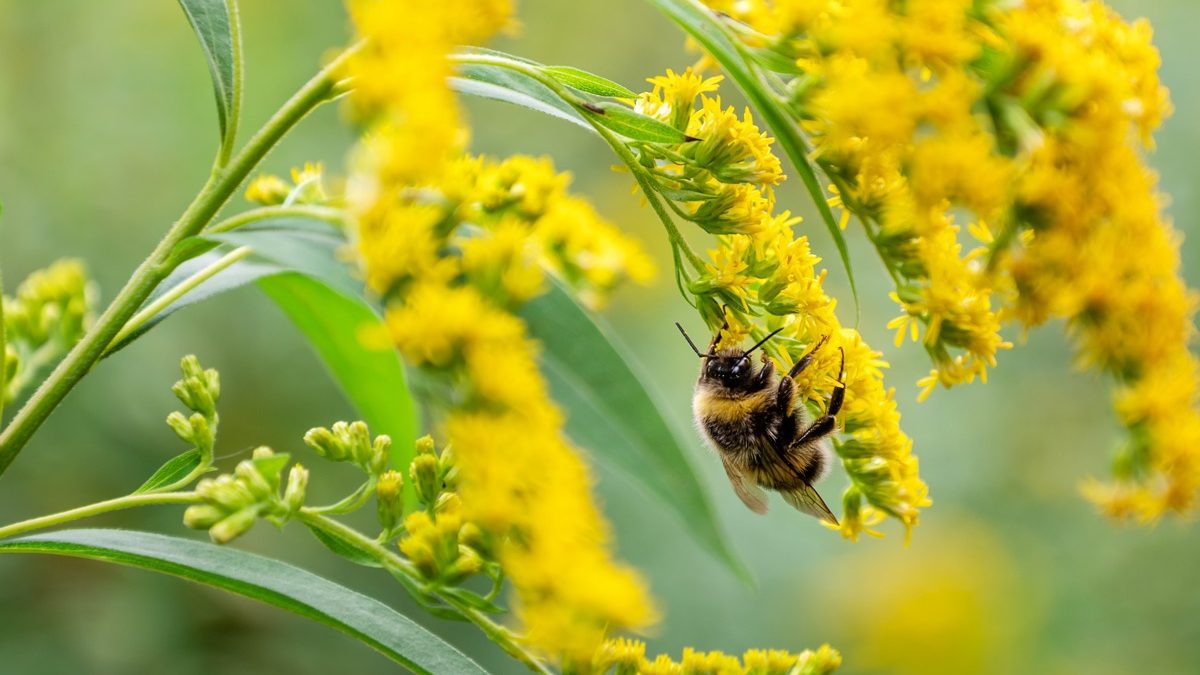 5 Plants That Will Keep Bees Out of Your Yard — Best Life