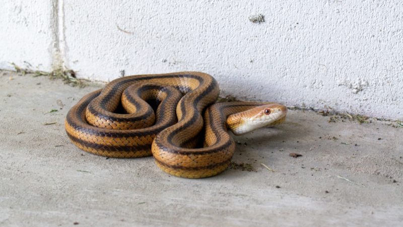 5 Ways to Snake-Proof Your Garage, According to Experts — Best Life
