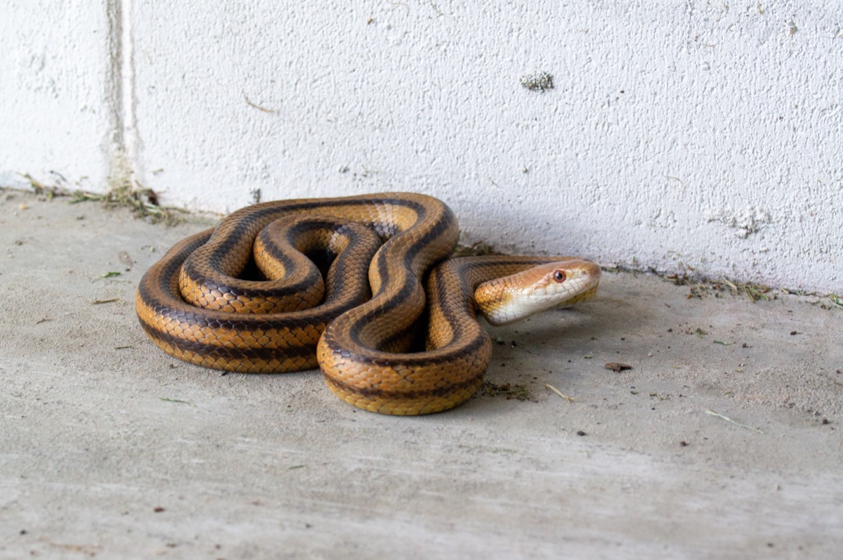 4 Scents That Attract Snakes to Your Yard