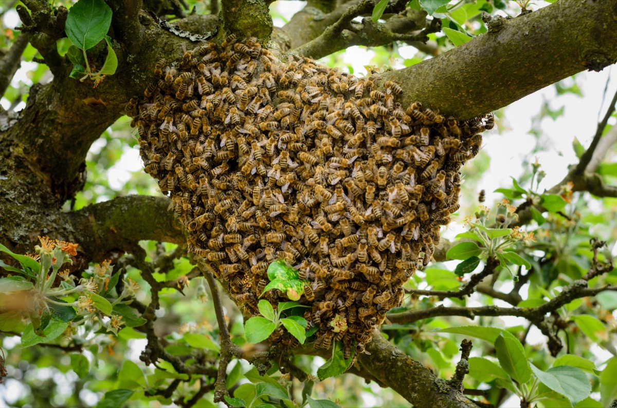 Bee Swarm Attacks in L.A.—How to Protect Yourself
