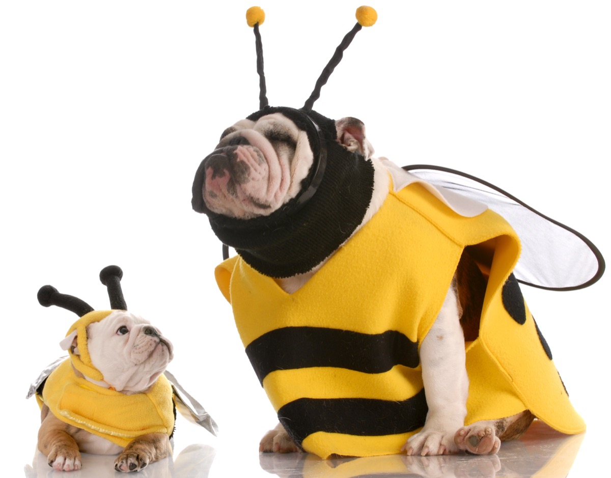 77 Bee Puns That Are Un-Bee-Lievably Funny — Best Life