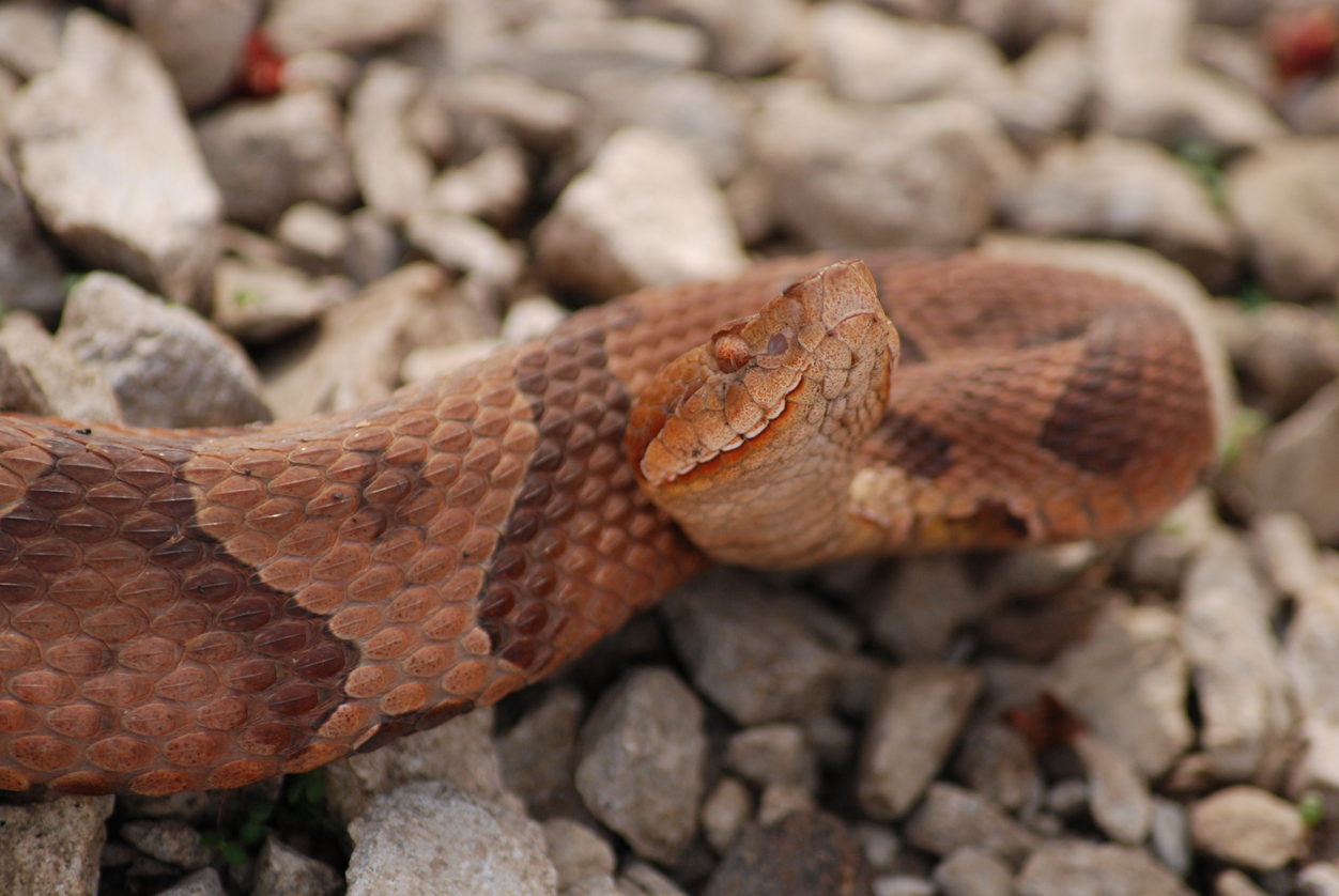 Experts Warn Copperhead Sightings Are on the Rise — Best Life