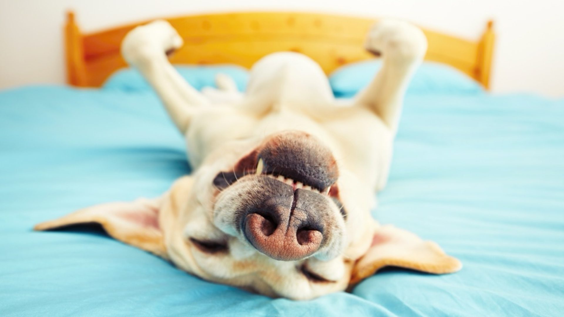 110 Dog Puns to Make You Howl With Laughter — Best Life