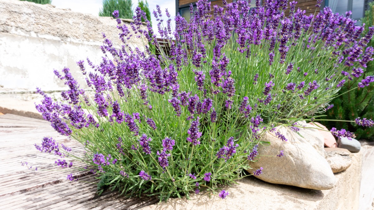 6 Common Deer-Repellent Plants — Best Life