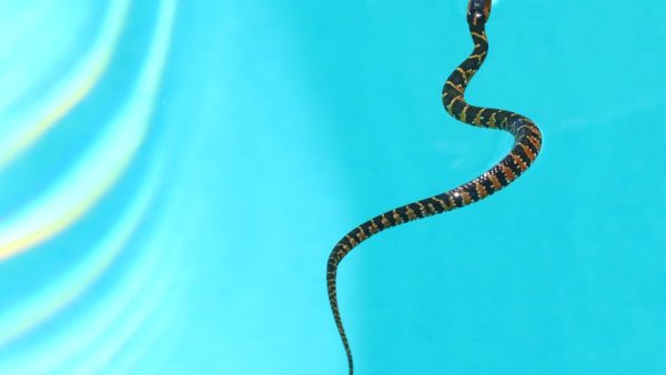 8 Ways to Keep Snakes Out of Your Pool — Best Life